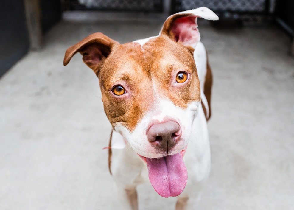 Meet Elsie! - Chicago Wolves