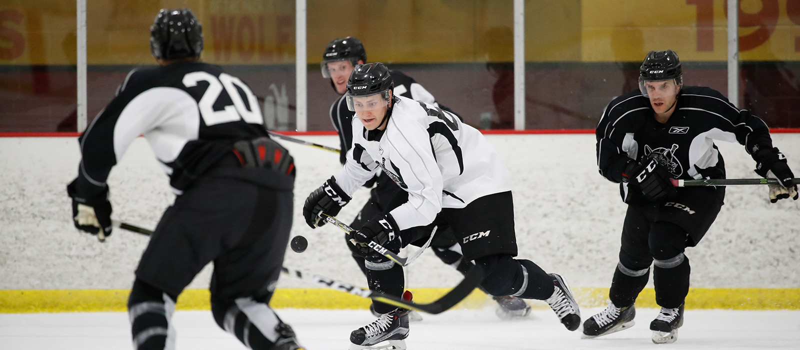 Seven Players Added to Wolves Training Camp - Chicago Wolves