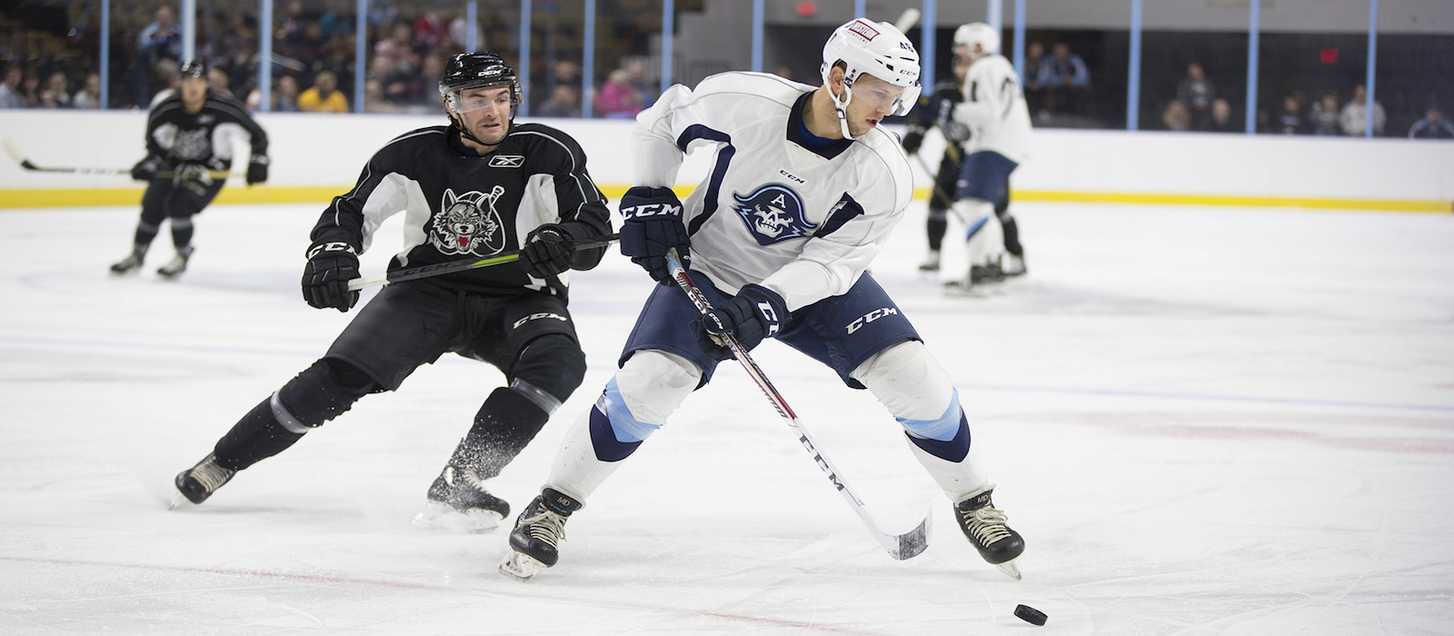 Wolves capture lone preseason game - Chicago Wolves