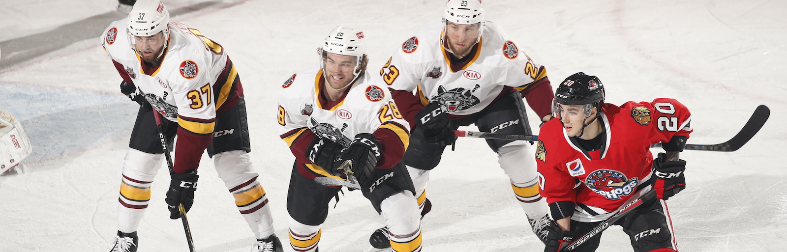 Bischoff rejoins Wolves