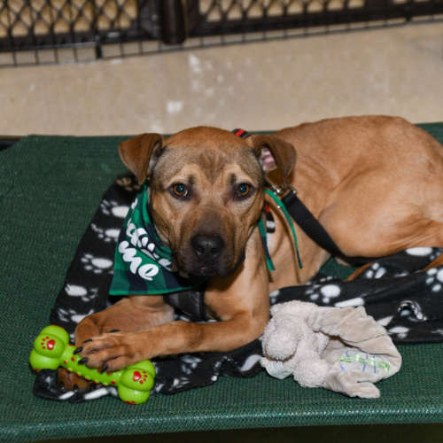 Dog Adoption Chicago | Adopt-a-Dog Program