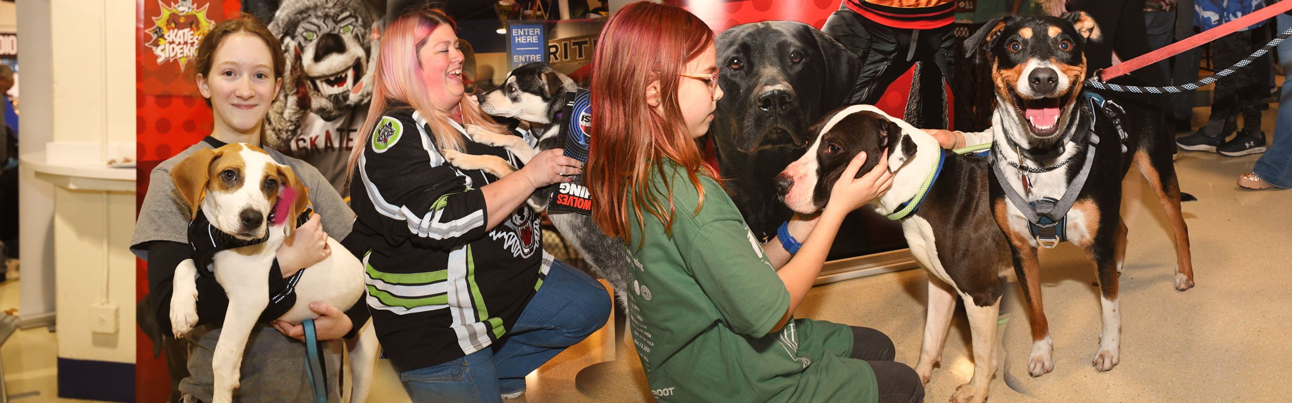 Dog Adoption Chicago | Adopt-a-Dog Program