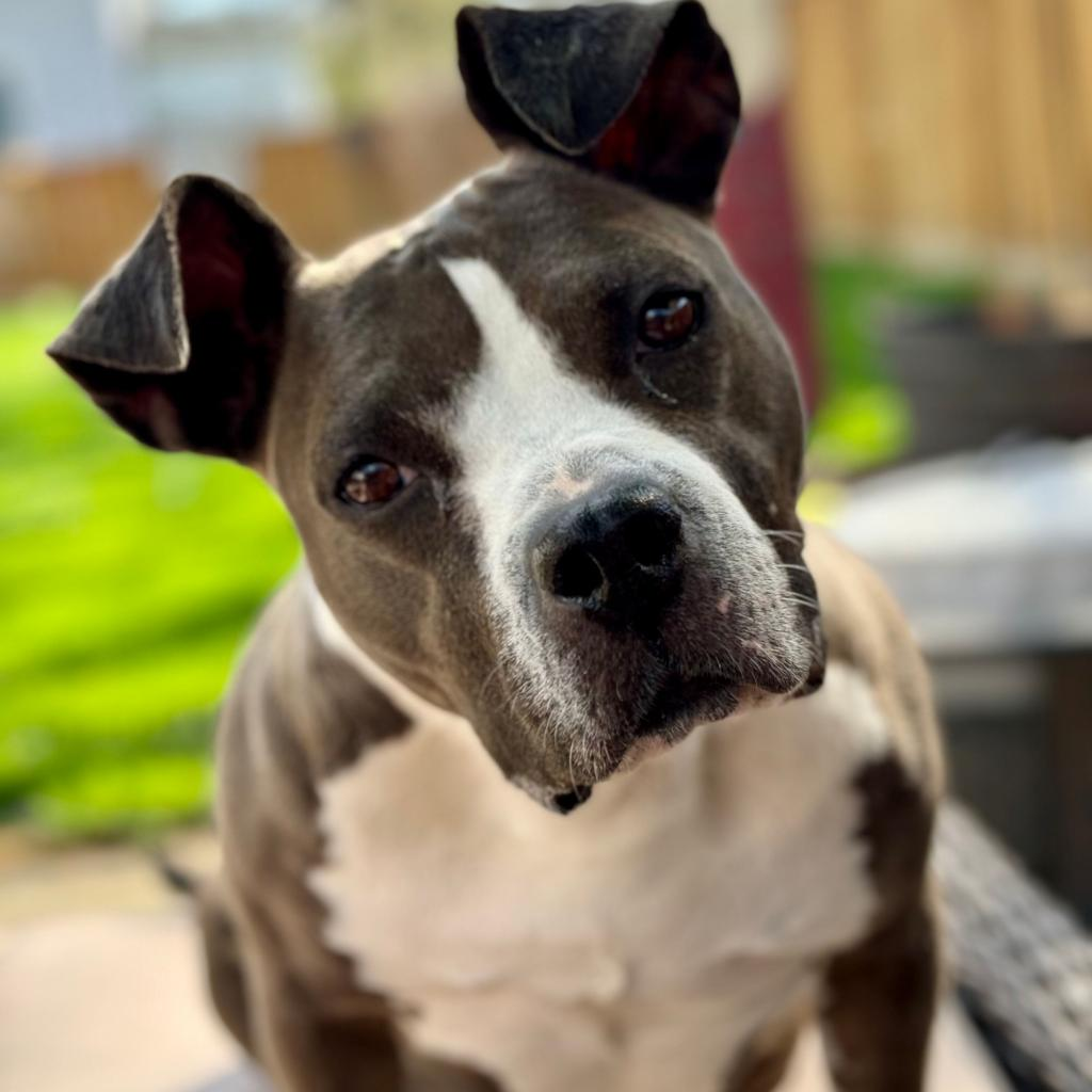 Dog Adoption Chicago | Adopt-a-Dog Program